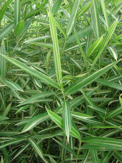 JAF-052 菲白竹|江苏省林业科学研究院|省林科院|江苏林科院