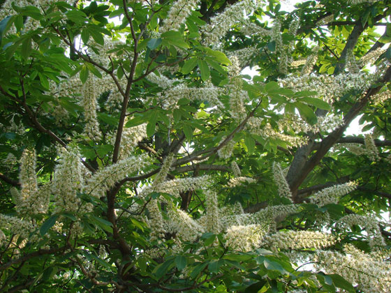 JAF-176 七叶树|江苏省林业科学研究院|省林科院|江苏林科院