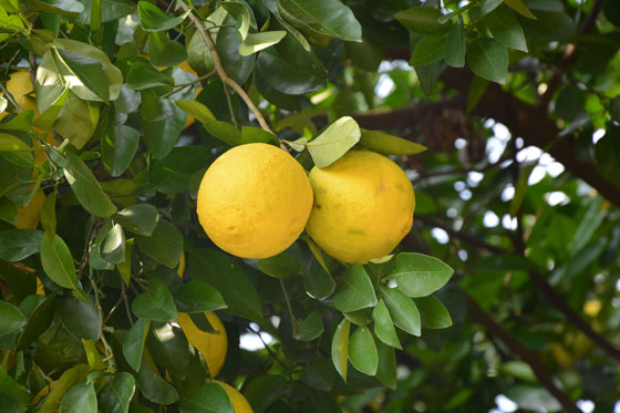 JAF-232 香圆|江苏省林业科学研究院|省林科院|江苏林科院